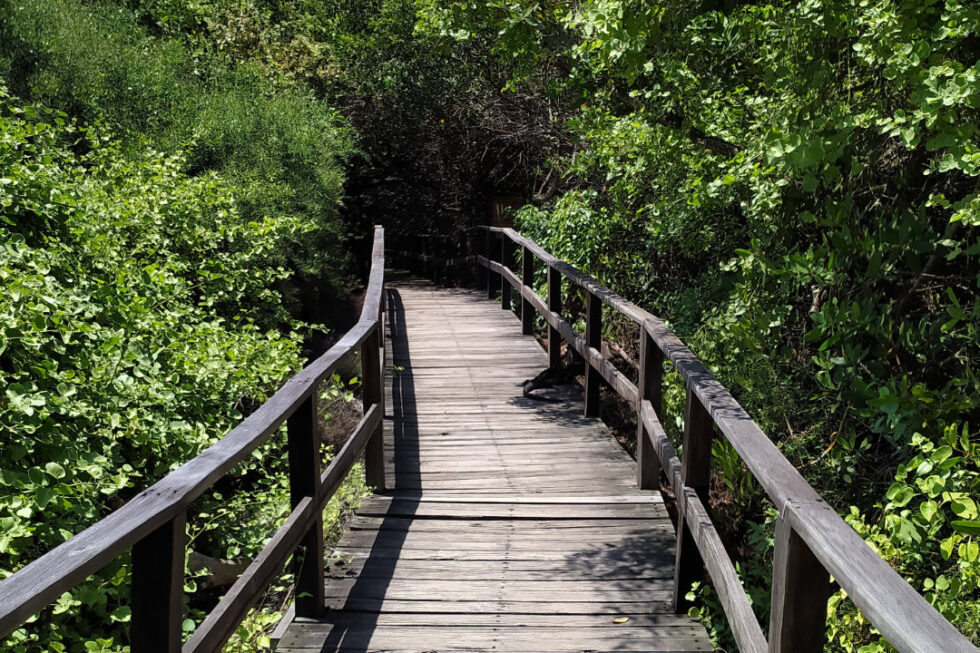 Snorkel en Concha Perla | GALÁPAGOS FERRY